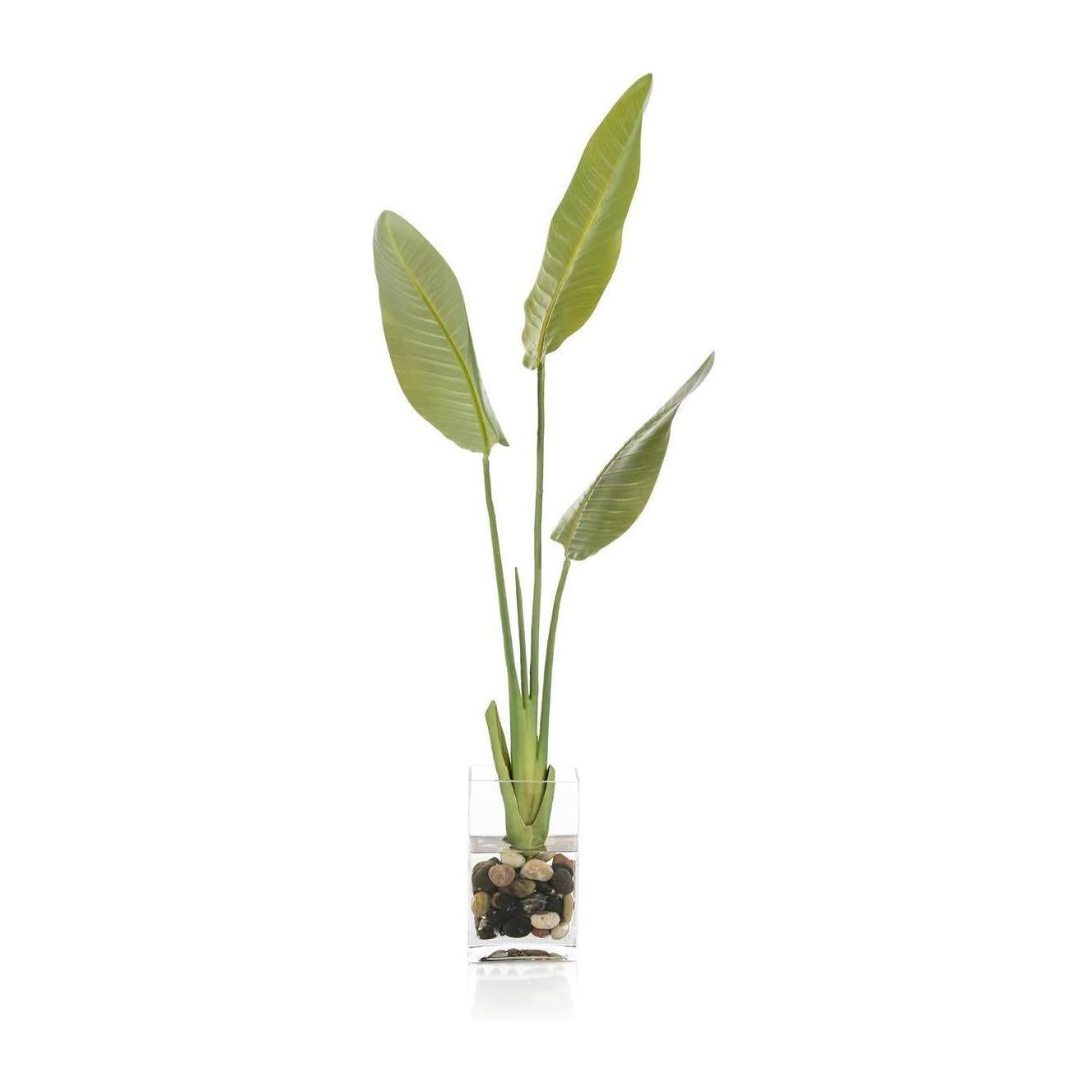 John Richard New Growth Bird Of Paradise – Grayson Living